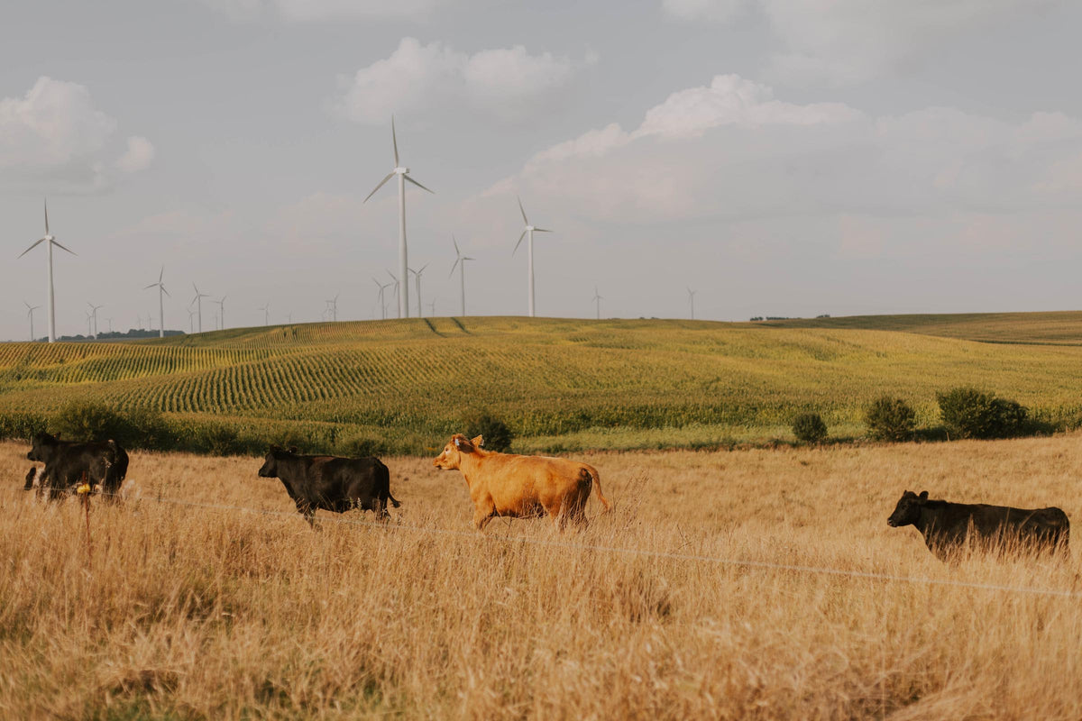 Beef Bundles | Purple Ribbon Beef | Iowa Premium Beef