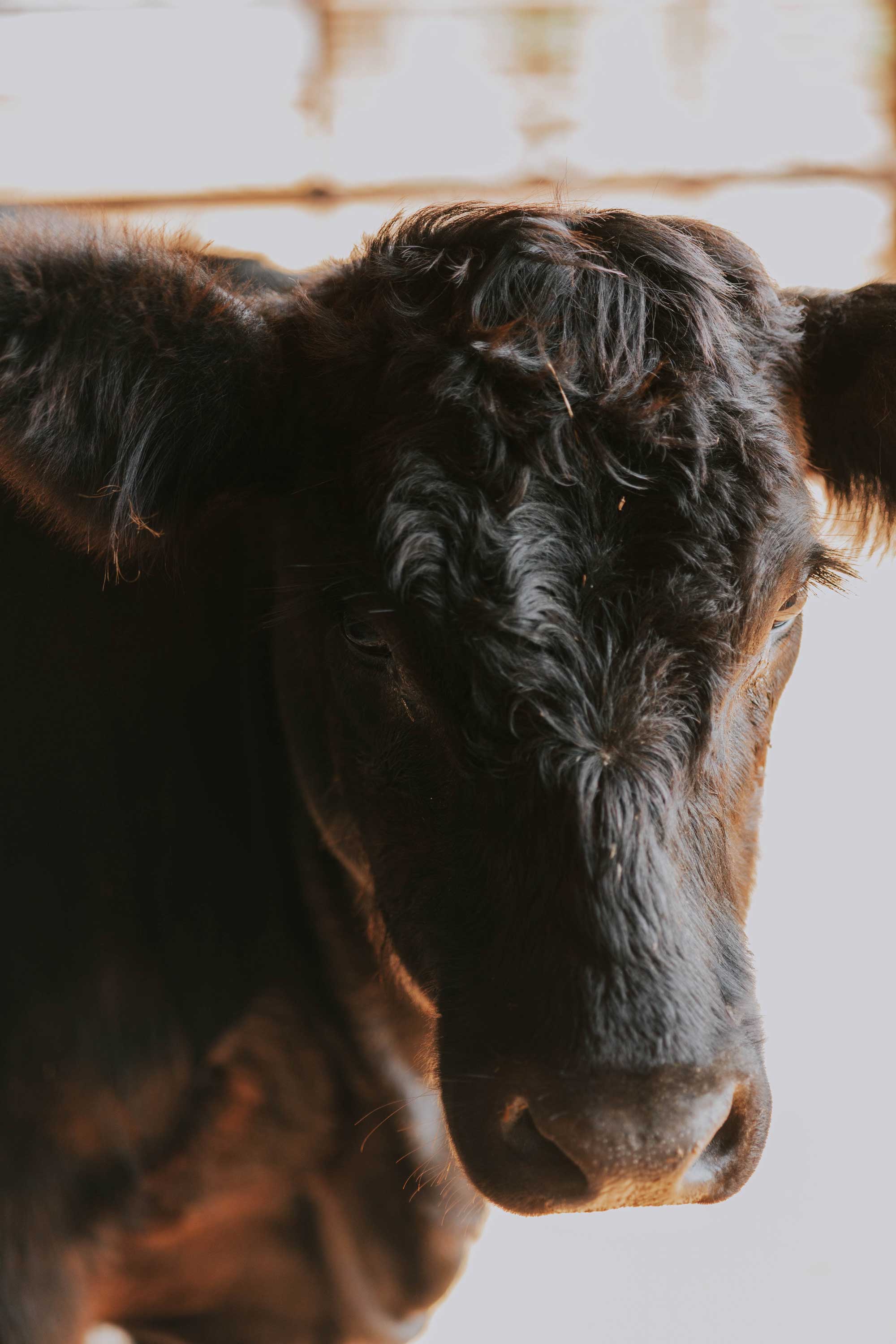 About Purple Ribbon Beef | Iowa Premium Beef