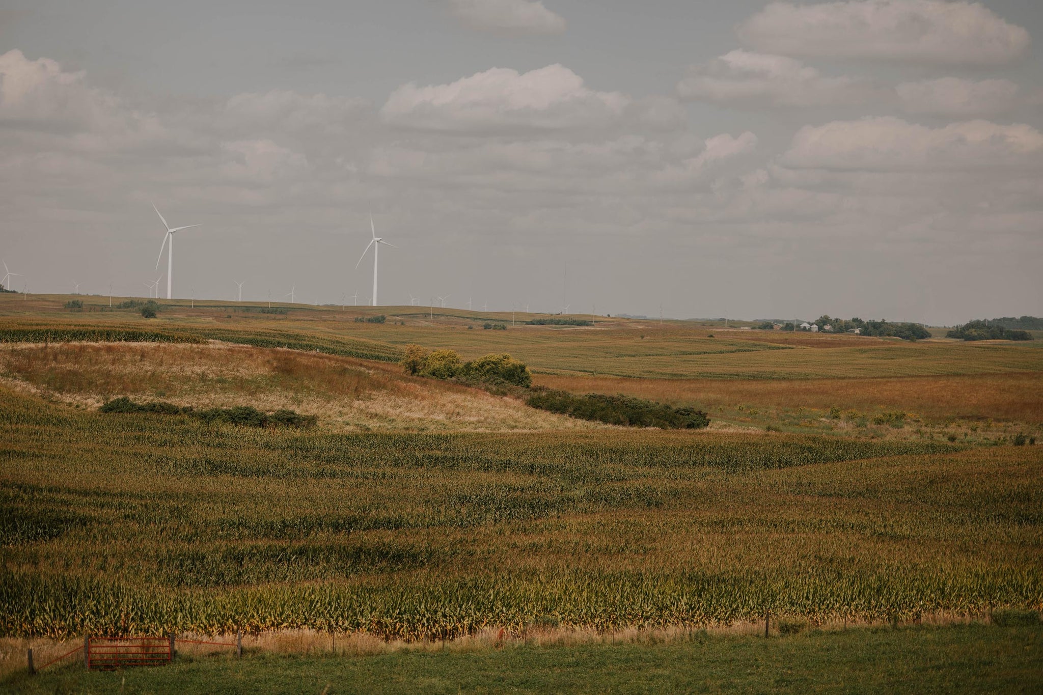 About Purple Ribbon Beef | Iowa Premium Beef